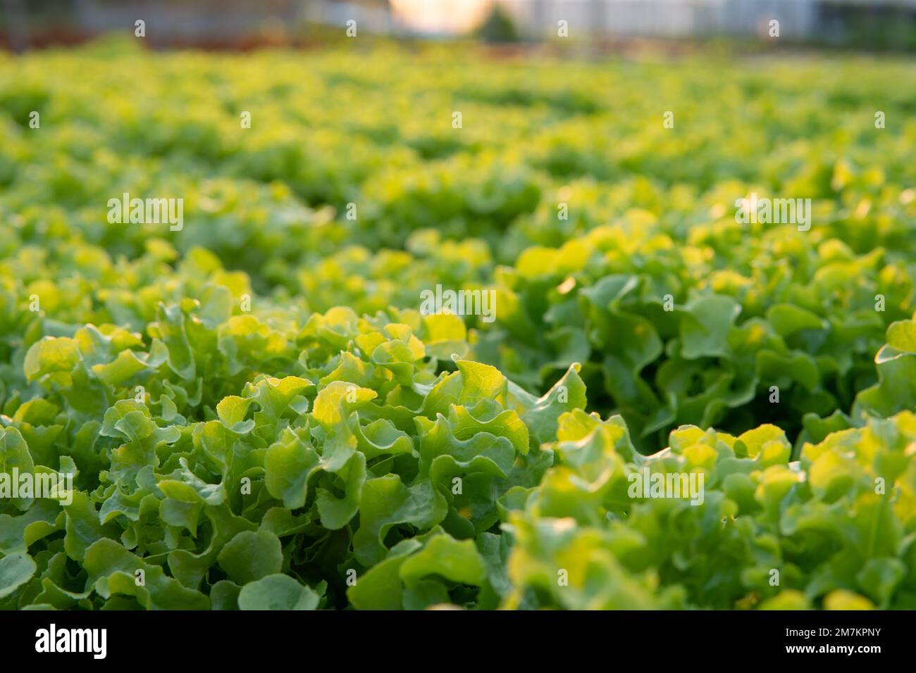 Green Lettuce leaves in vegetable field. Gardening background with ...