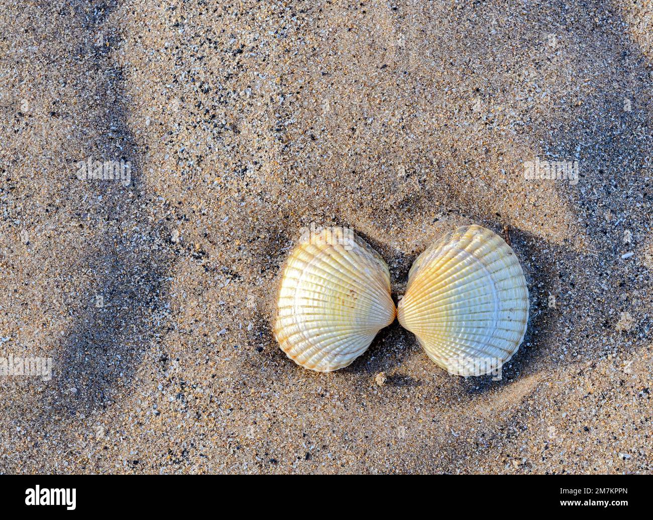 Shells on fine sand Stock Photo - Alamy