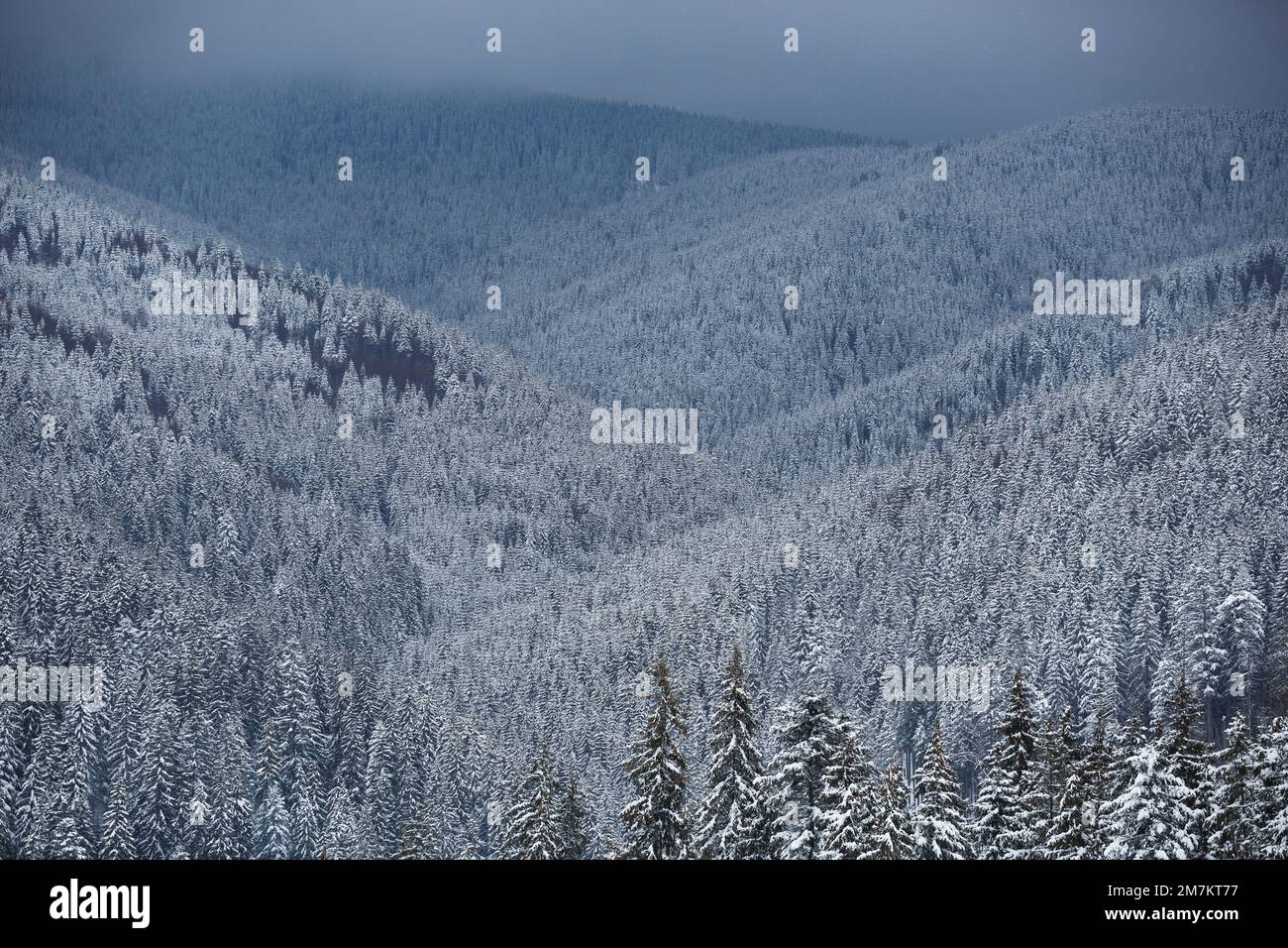 Carpathian mountain range covered with snow. Beautiful winter landscape of frozen forest trees ...