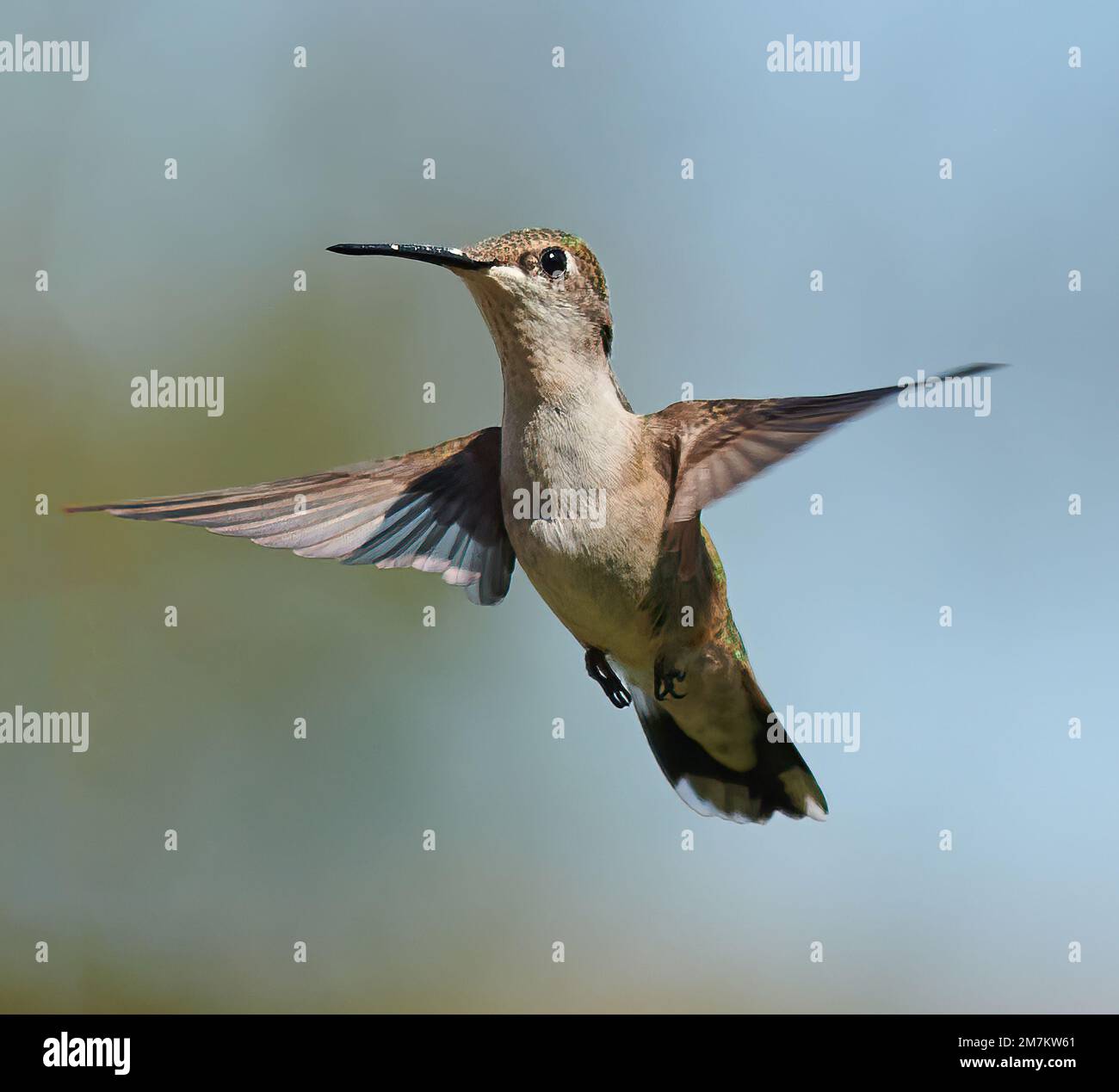 A close-up shot of a Black-chinned hummingbird flying with its wide ...