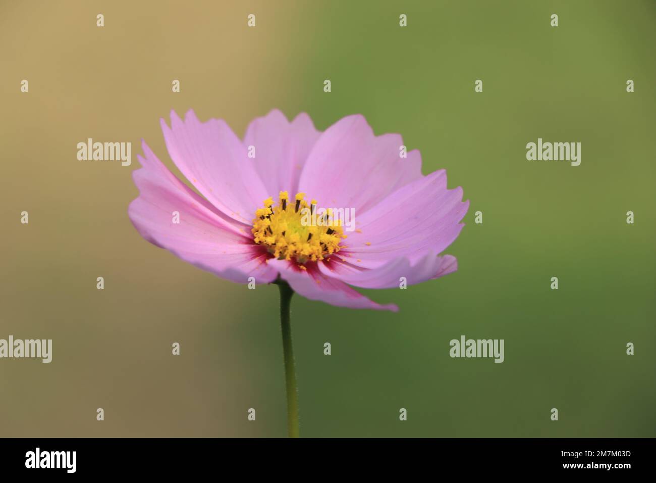 Pink cosmos flower blooming in hi-res stock photography and images - Alamy