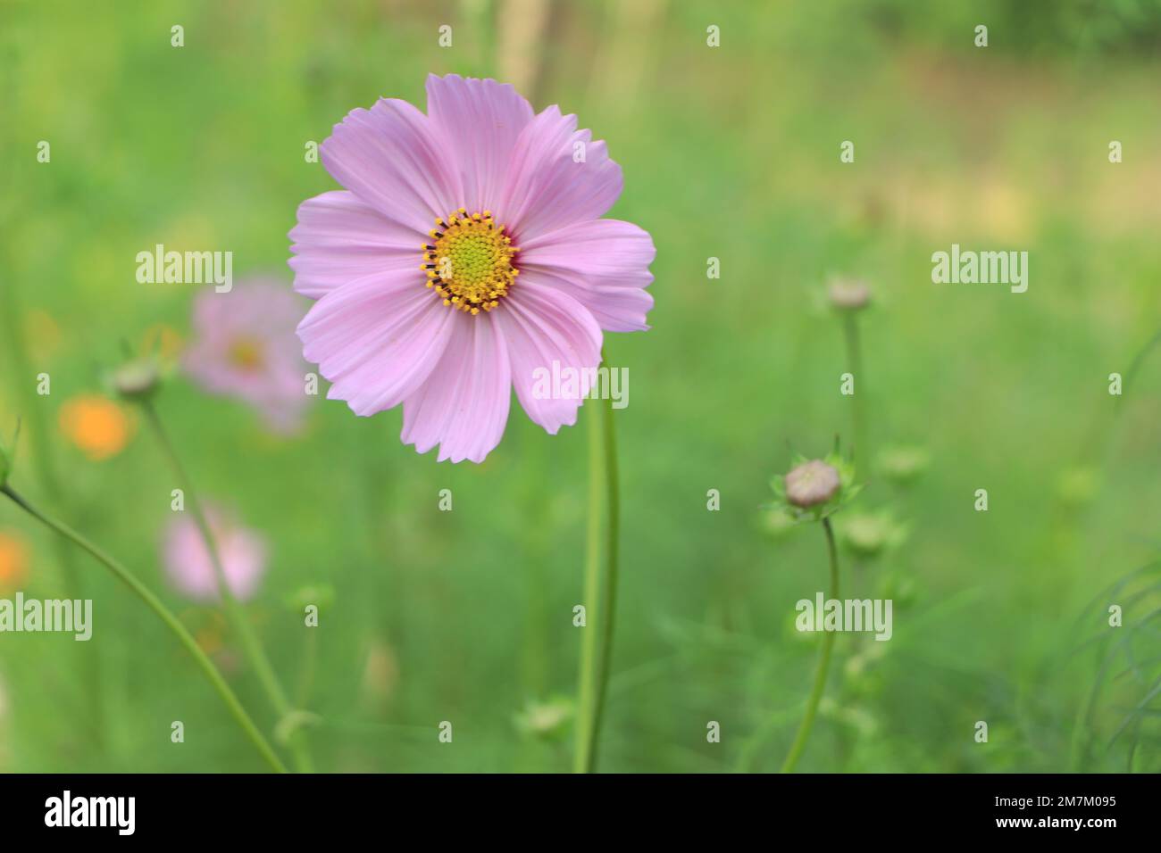 Beautiful and amazing of cosmos flower field landscape in sunset ...