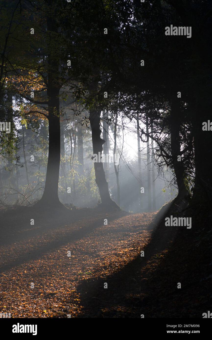 Sun dappled forest floor hi-res stock photography and images - Alamy