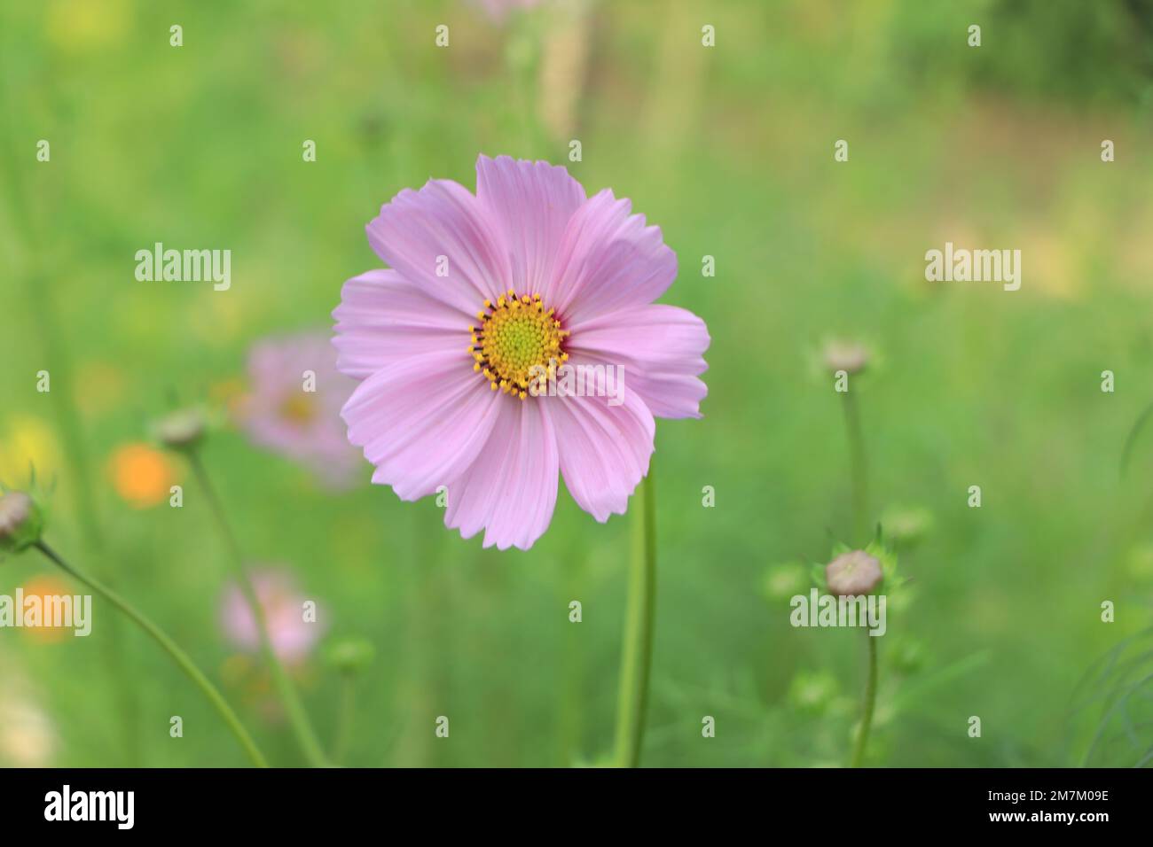 Cosmos flowers in nature, sweet background, blurry flower background ...