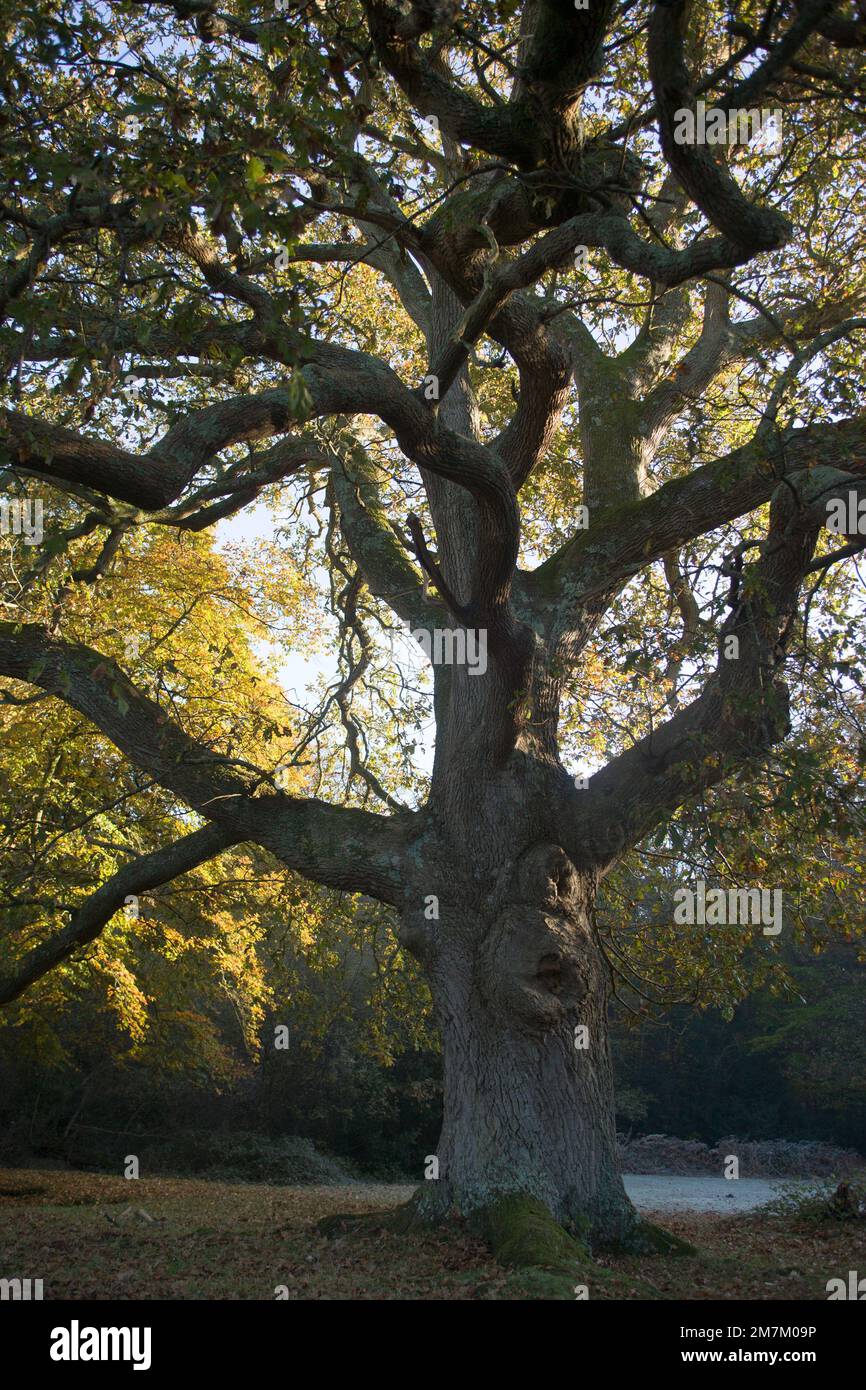 A gnarled oak tree spreads it's branches against the sunlit sky Stock ...