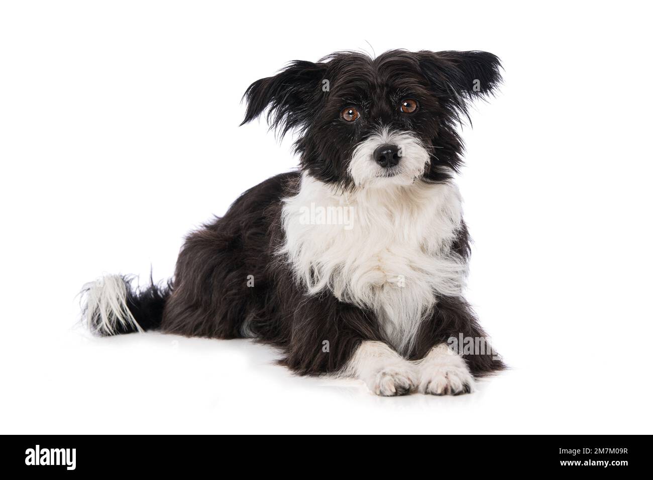 Chinese crested powderpuff dog lying isolated on white background and ...