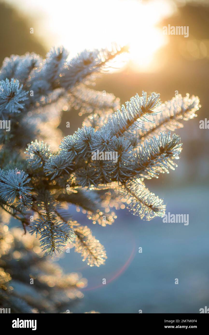 Frosted pine tree hi-res stock photography and images - Alamy