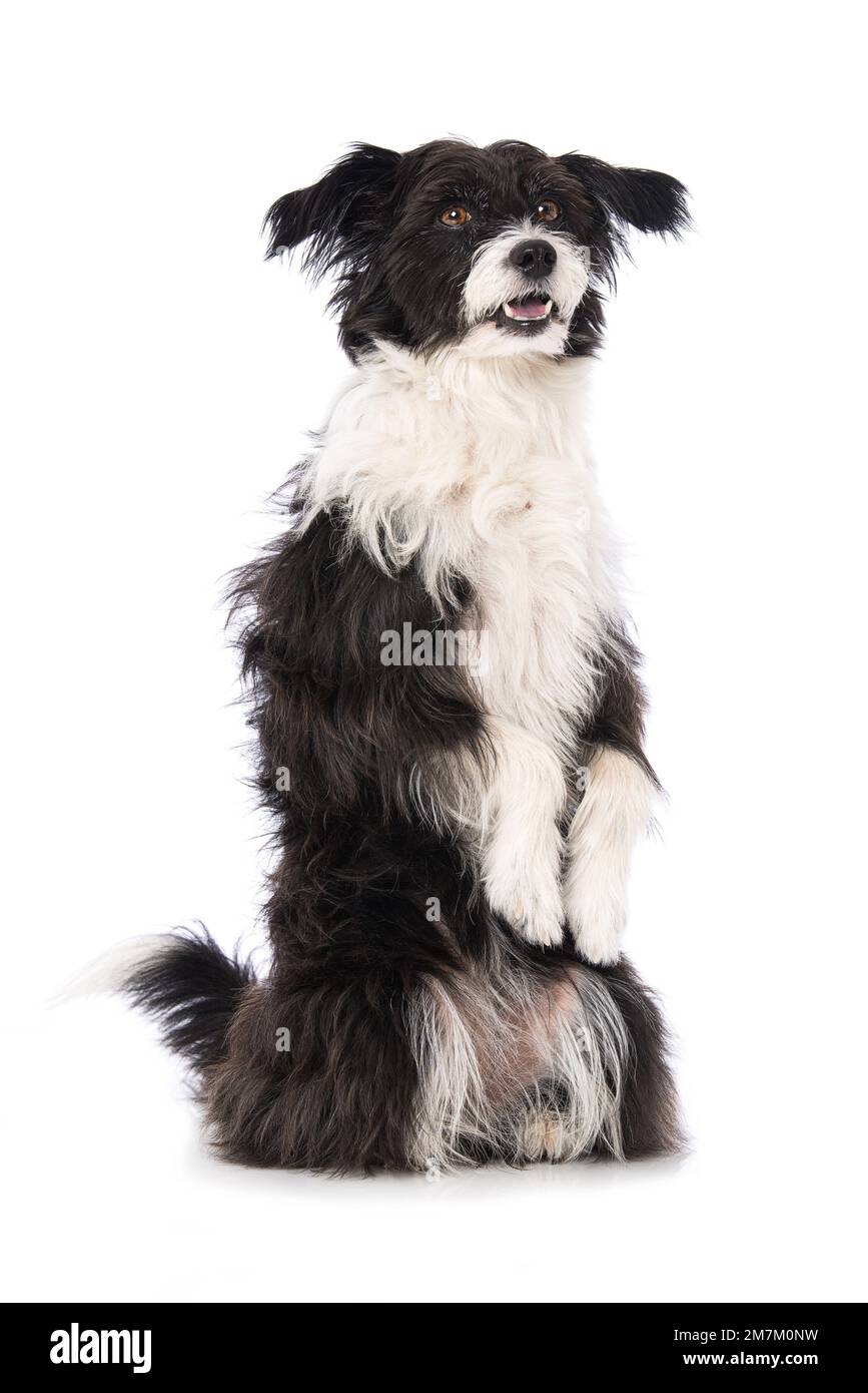 Chinese crested powderpuff dog to sit up and beg isolated on white ...