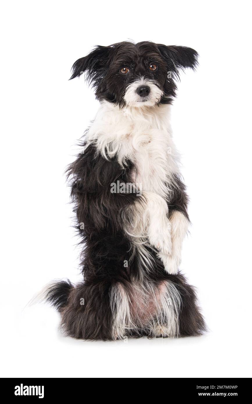 Chinese crested powderpuff dog to sit up and beg isolated on white ...