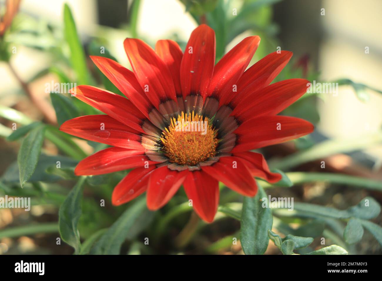 Gazania flower in garden hi-res stock photography and images - Alamy