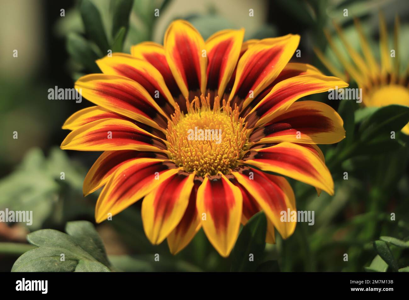 Composite family of flowering plants hi-res stock photography and ...