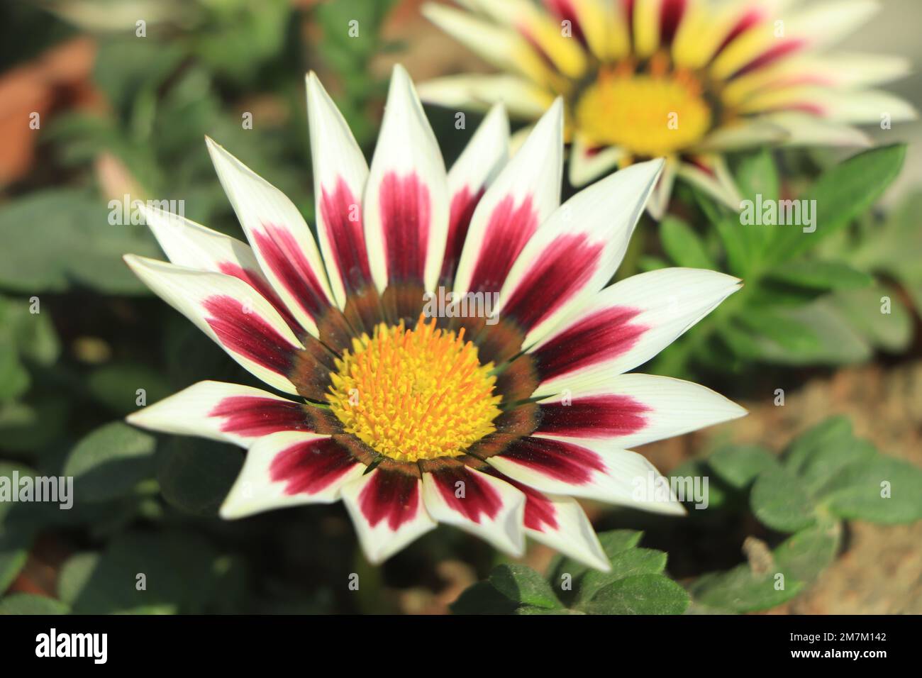 purple flowering gazania plant in garden Stock Photo - Alamy