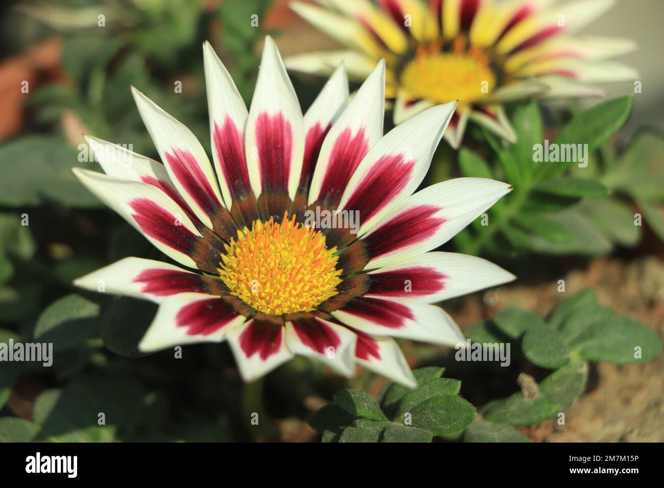 Four blossoms of Gazania flowers from above Stock Photo - Alamy