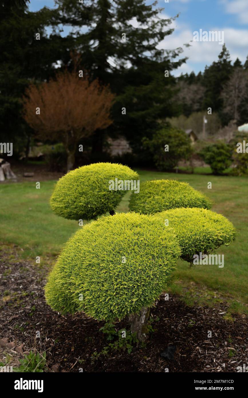 Box plants balls hi-res stock photography and images - Alamy
