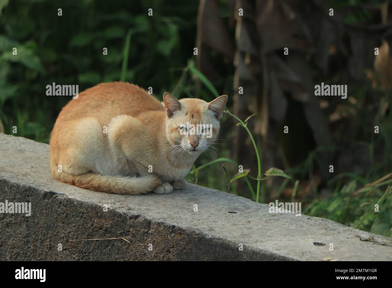 Beautiful ginger angry cat hi-res stock photography and images - Alamy