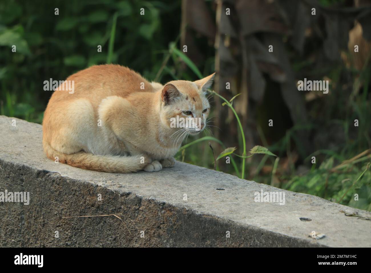 Cat looking forward hi-res stock photography and images - Alamy