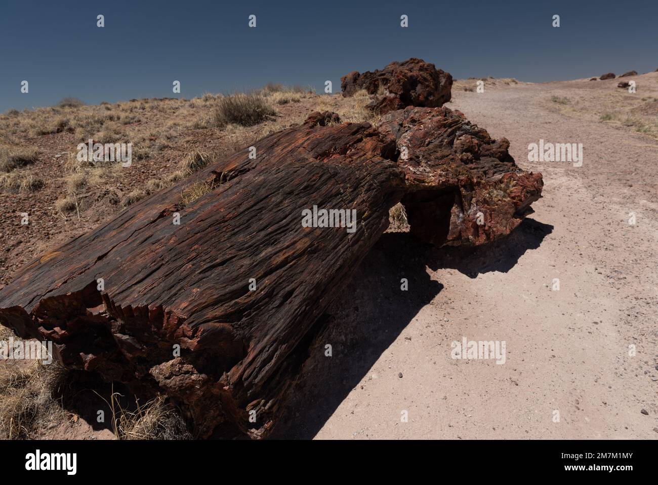A Closeup of a Petrified wood fossil in Petrified Forest National Park ...