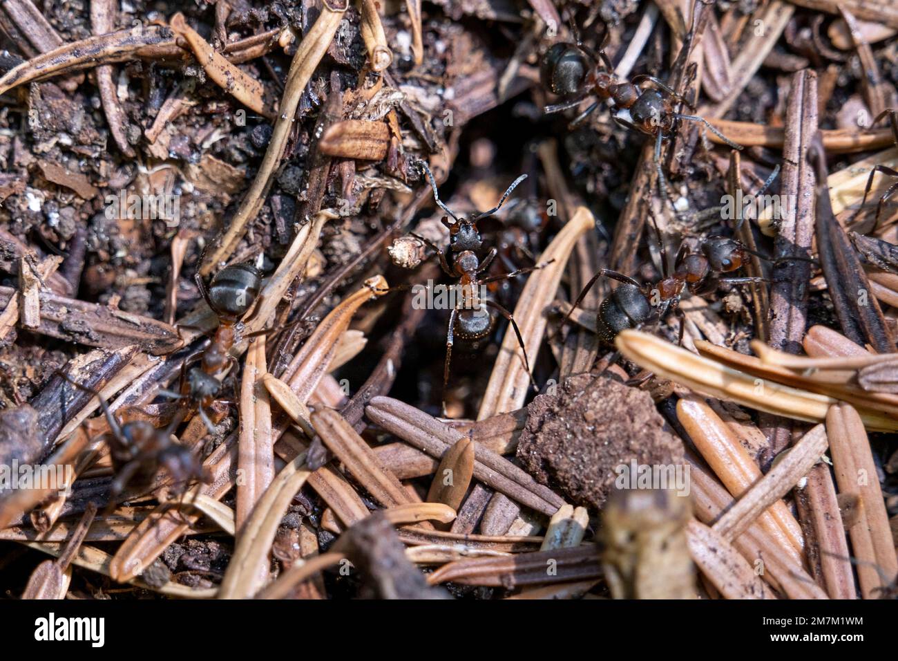 Ants on an anthill in a forest, in the upper part of the Jura ...
