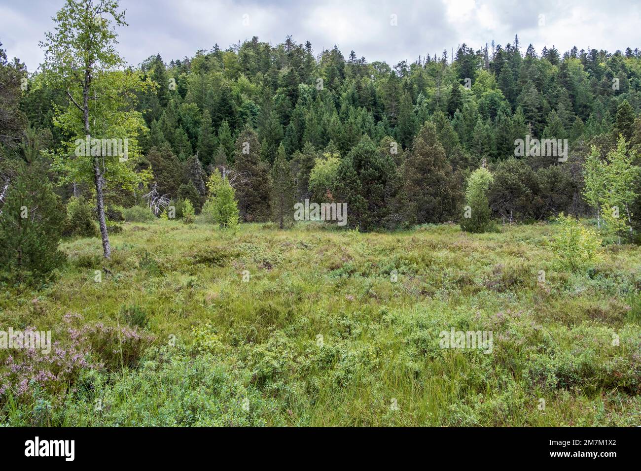Peat bog of Nanchez Prenovel (central-eastern France), in the Jura ...