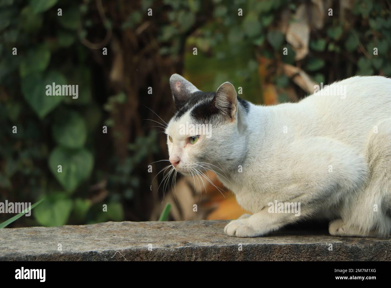 Portrait of young white and black cat looking forward Stock Photo - Alamy