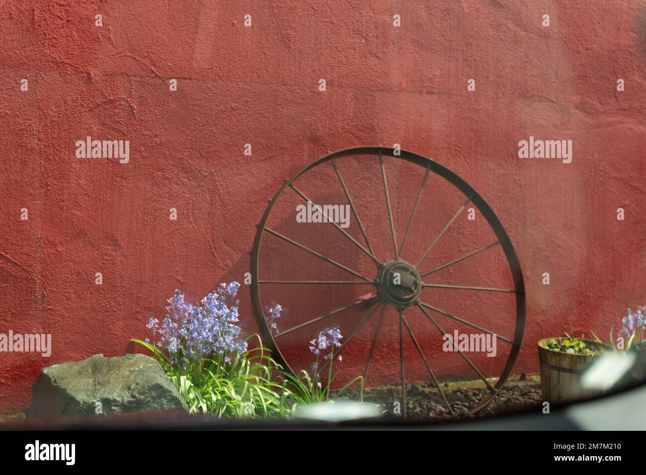 A closeup shot of an old wagon wheel and purple flowers leaned on a red ...