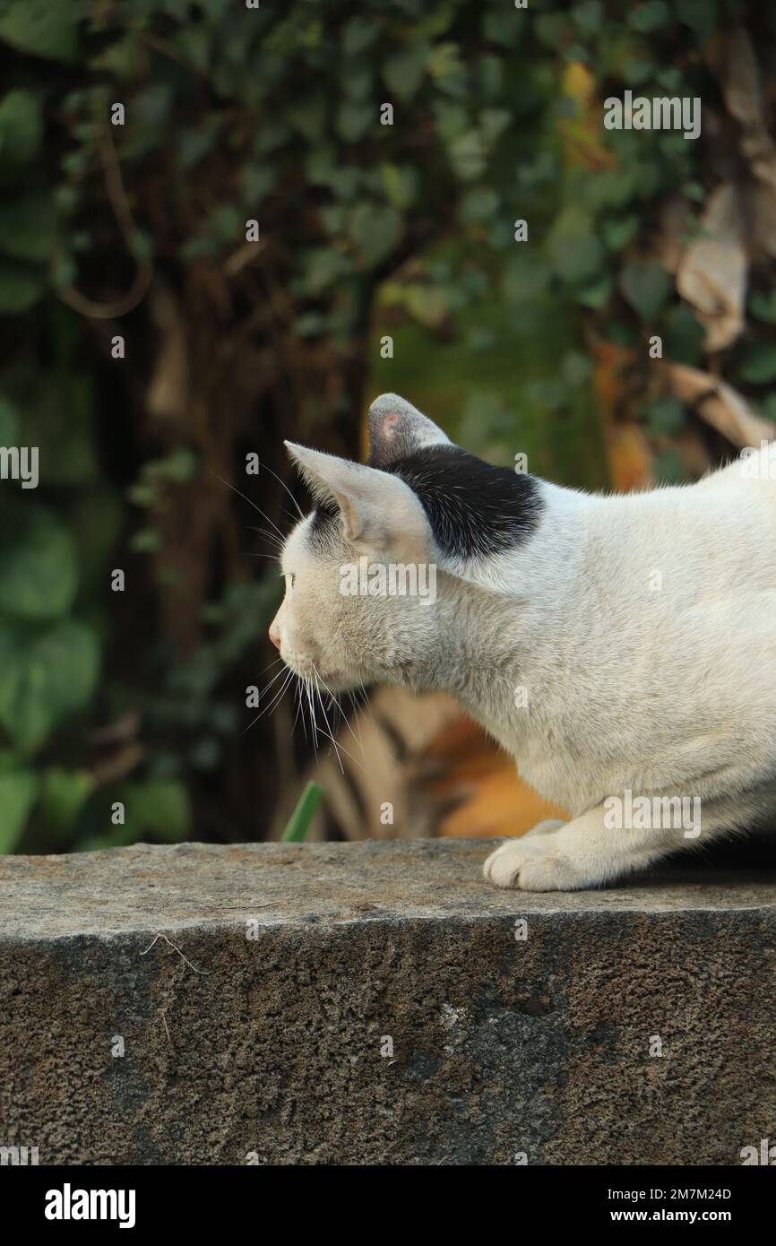 A dangerous hunter cat lying on a wall Stock Photo - Alamy