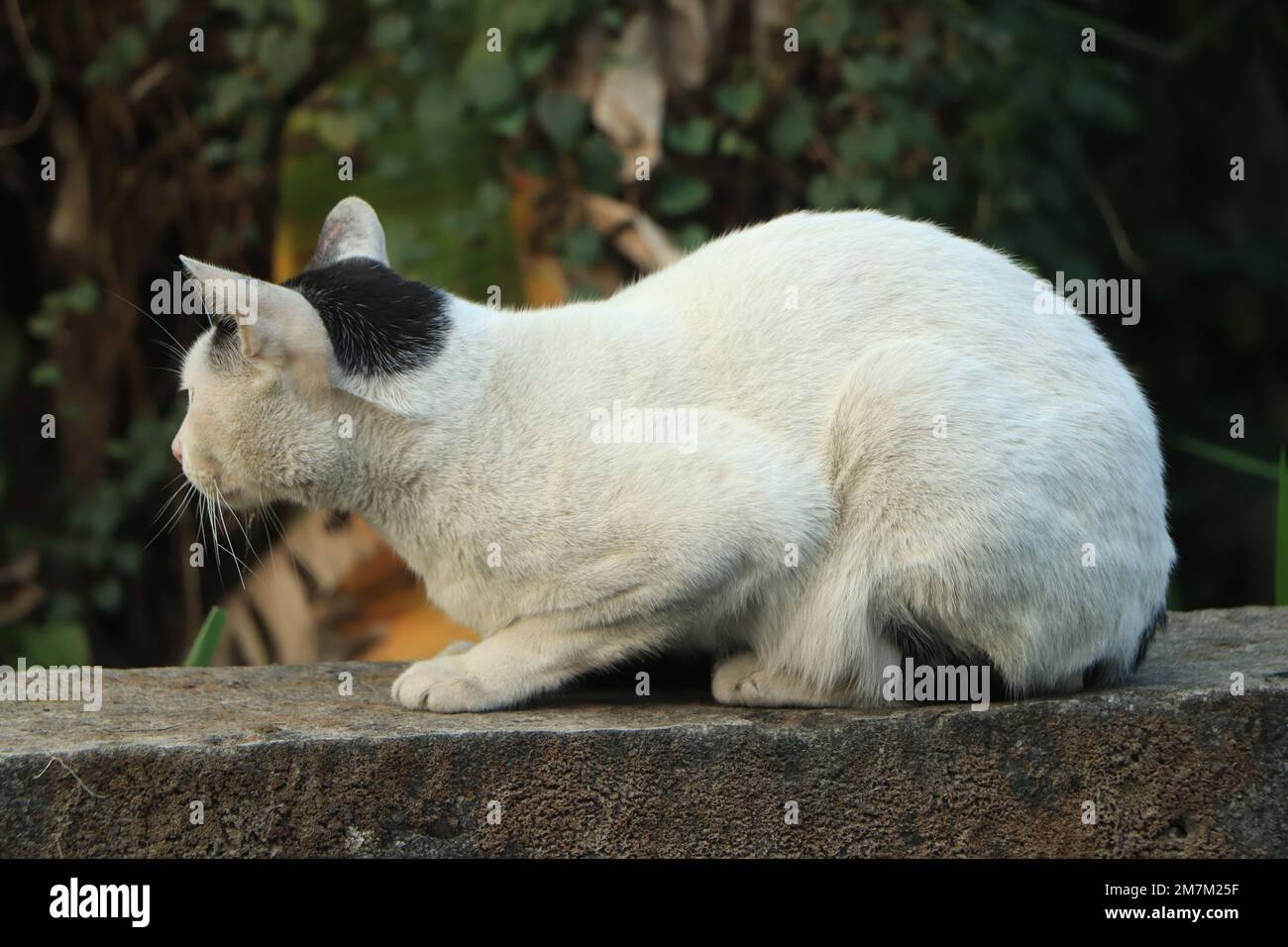 Black and white cat looking forward Stock Photo - Alamy