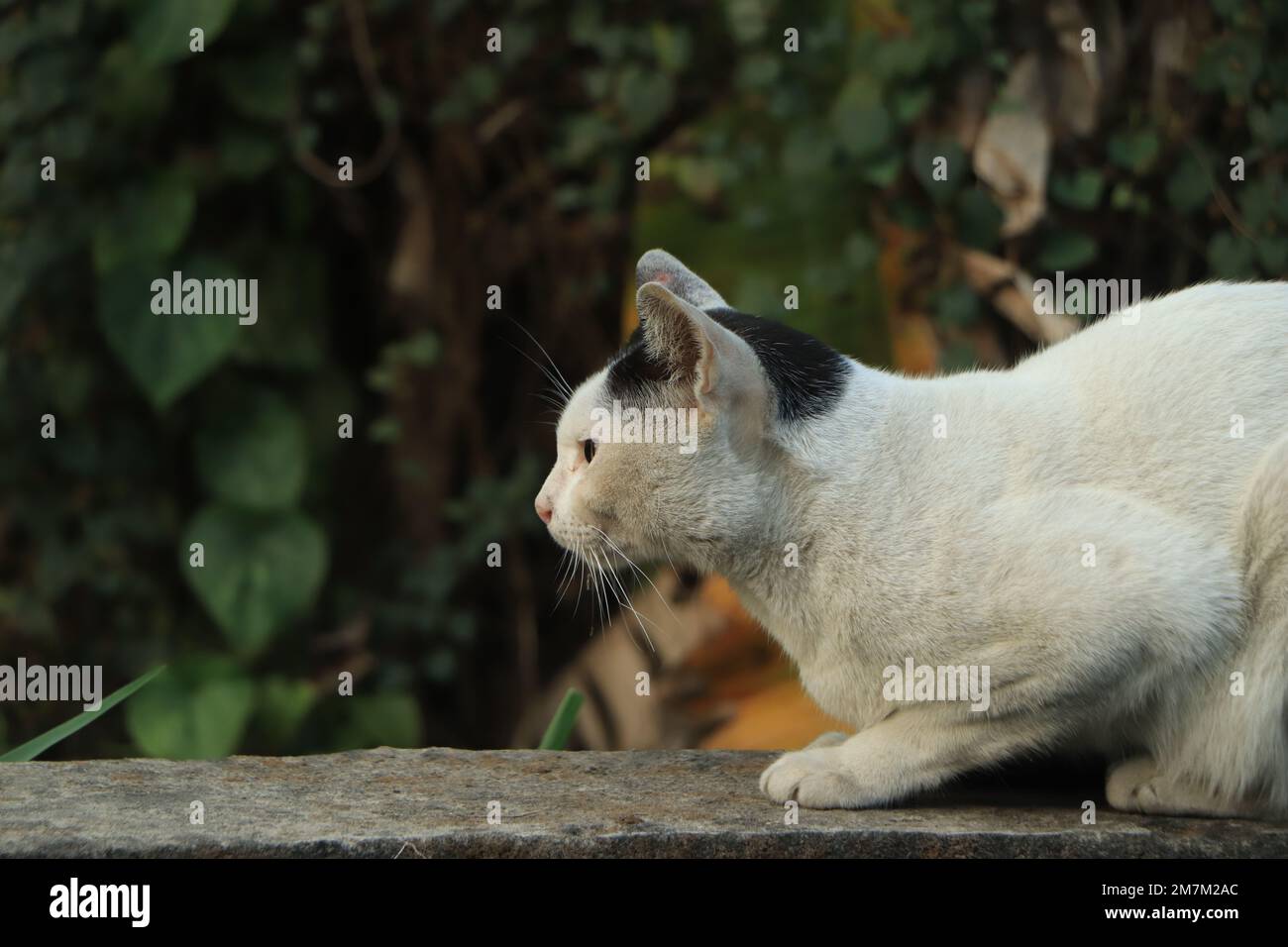 Playful patches hi-res stock photography and images - Alamy