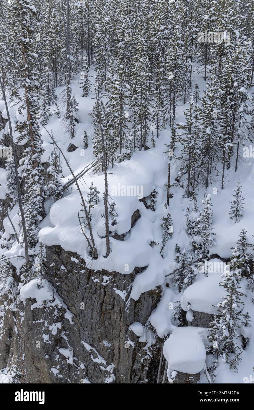Scenic Winter Landscape in Yellowstone National Park Wyoming Stock ...