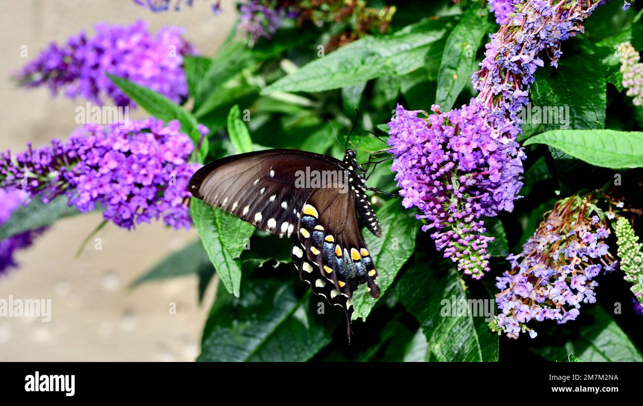 A Pipevine swallowtail butterfly on purple Buddleja Lochinch plants in ...