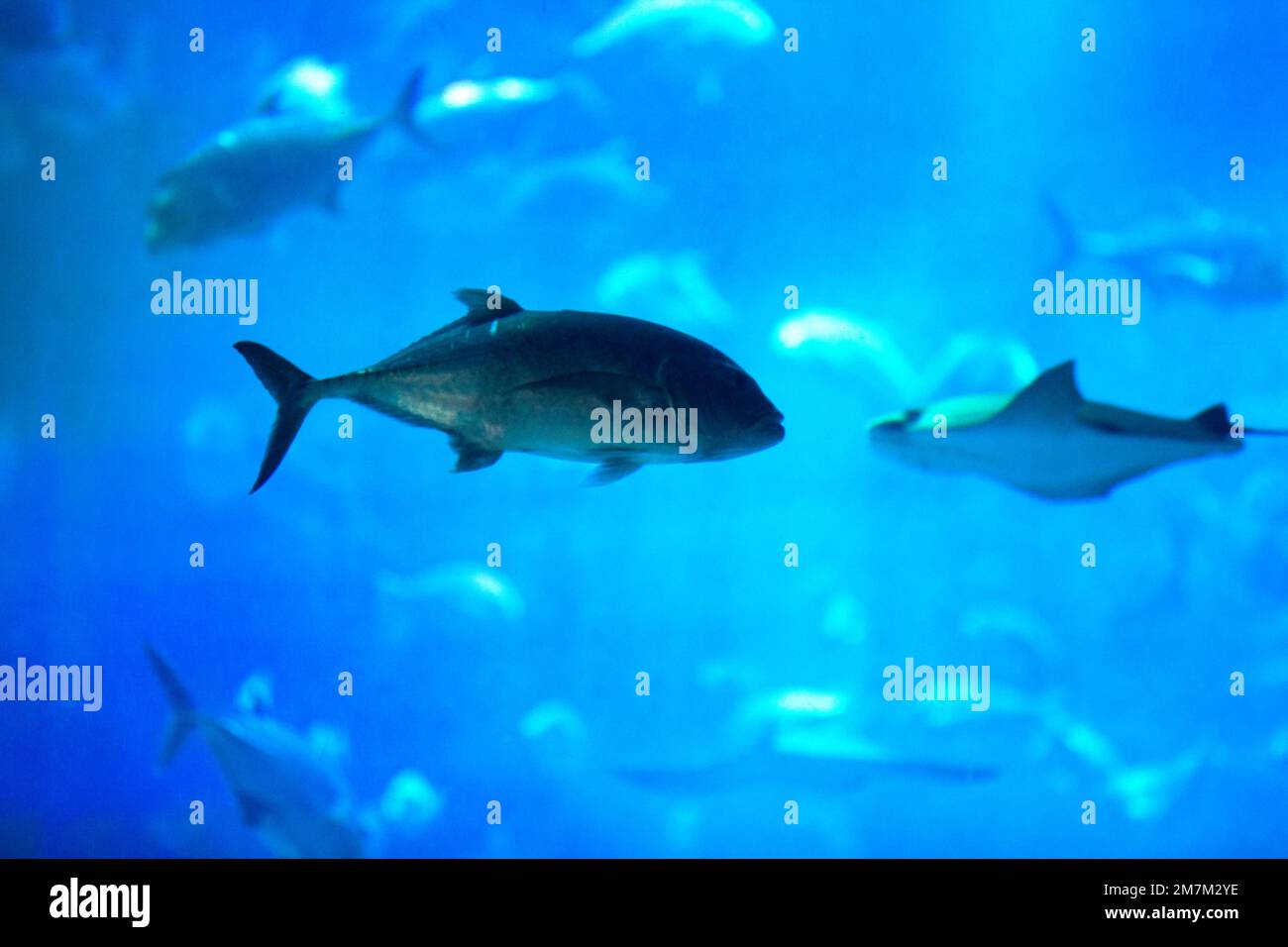 Close-up on tropical seawater fishes in a giant aquarium Stock Photo ...