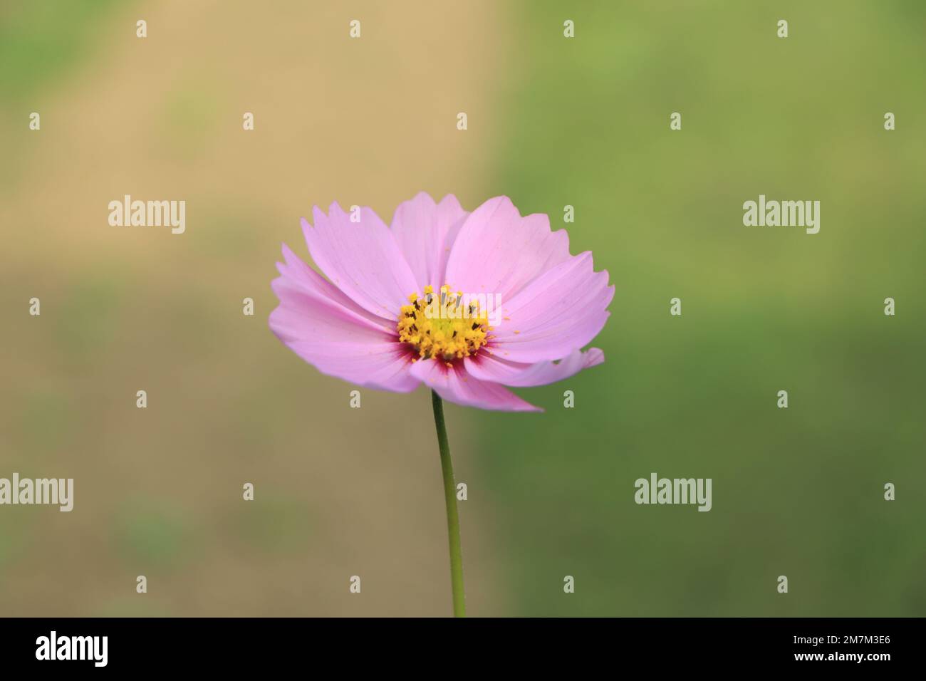 Beautiful pink cosmos flower hi-res stock photography and images - Alamy