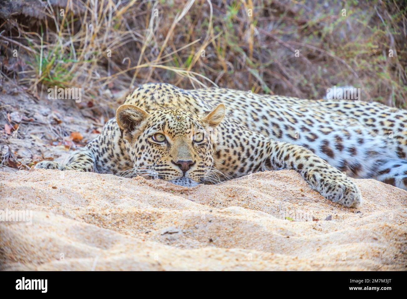 Picture of an resting Leopard in the South African steppe Stock Photo ...
