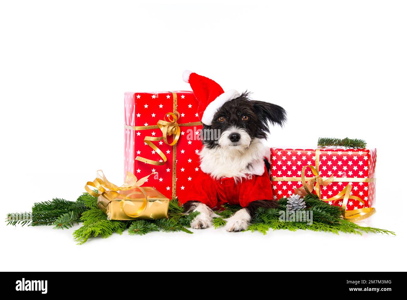 Chinese crested powderpuff dog with santa hat lying isolated on white ...