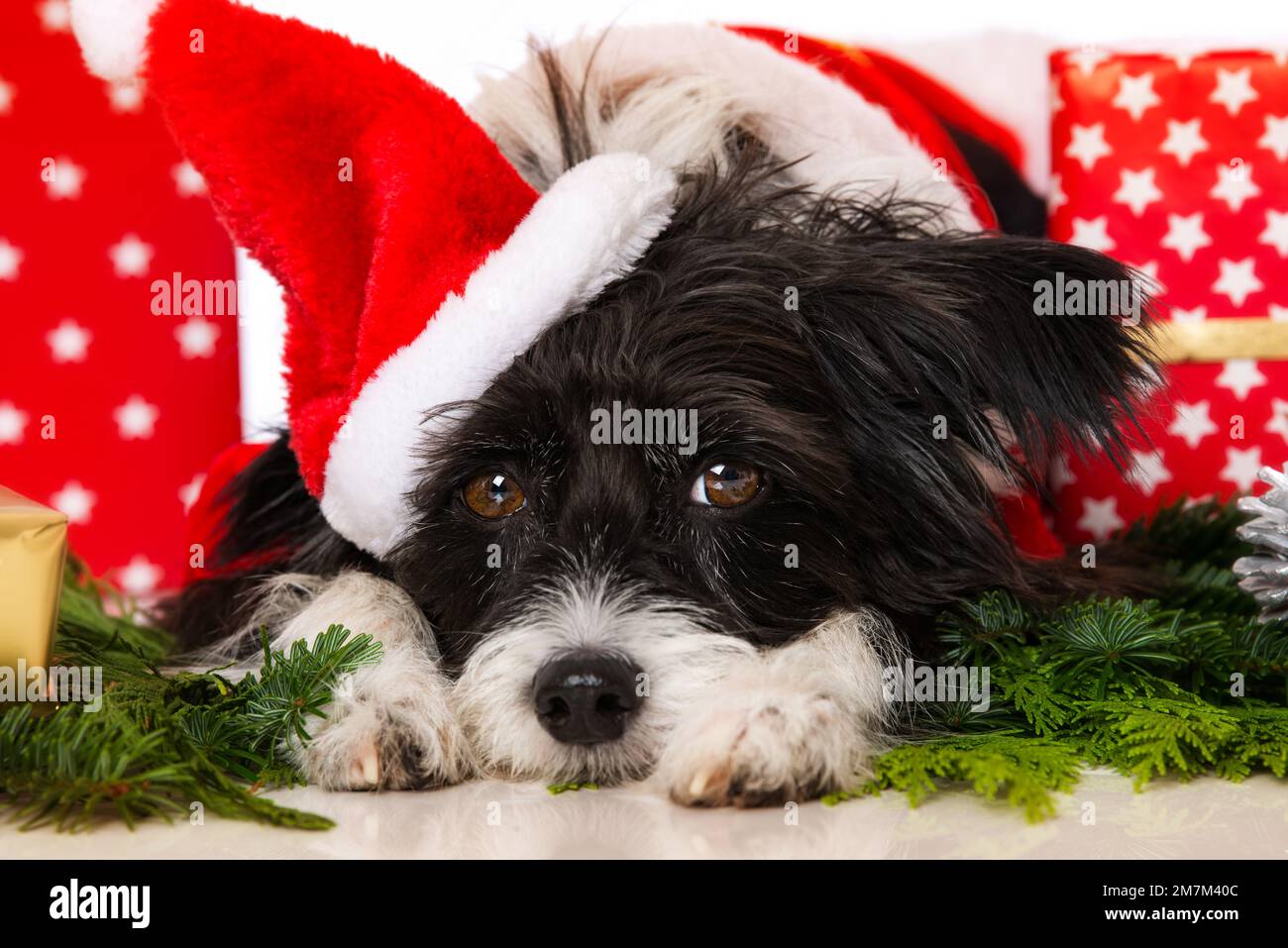 Chinese crested powderpuff dog with santa hat lying isolated on white ...