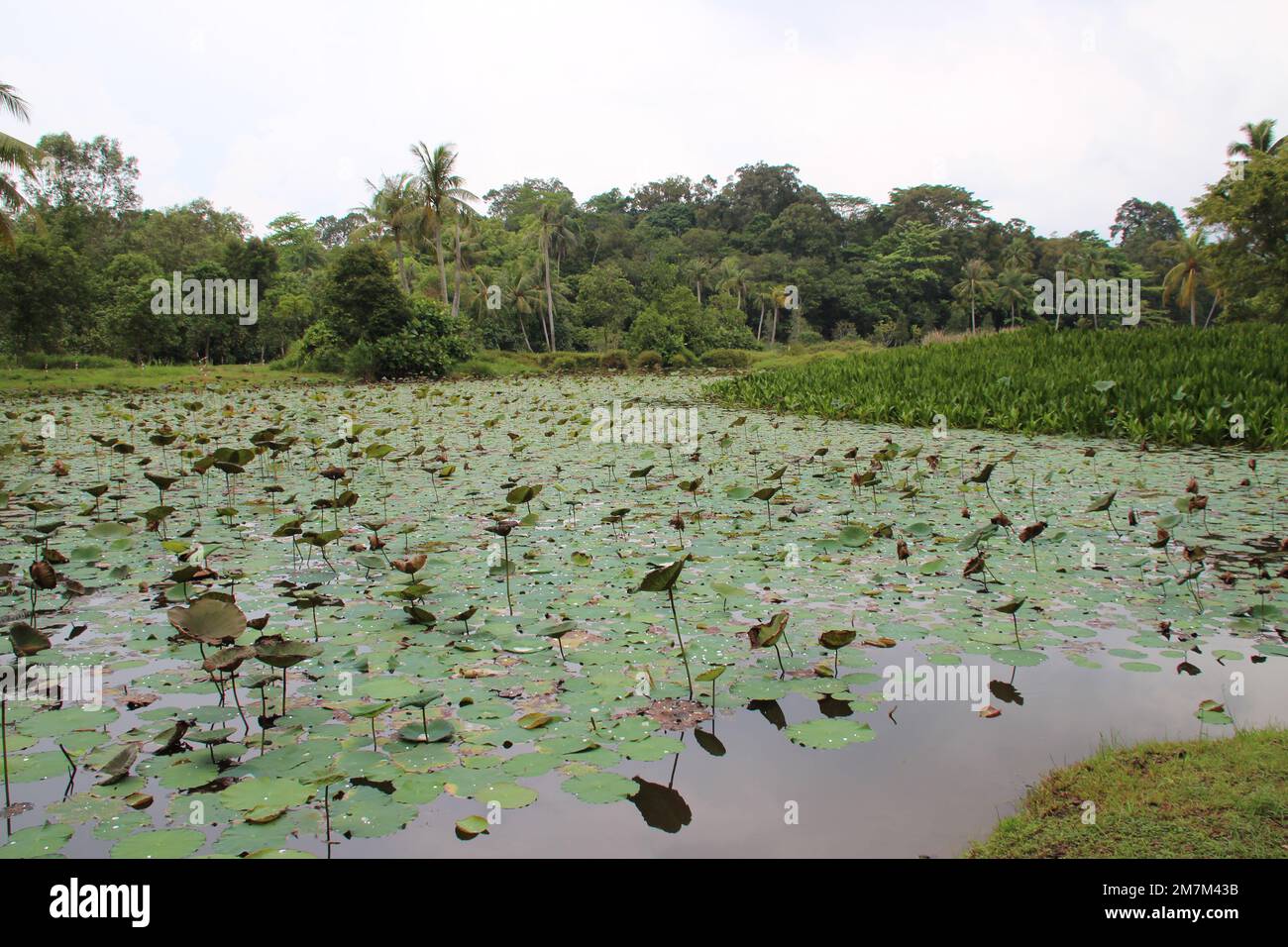 lake at pulau ubin in singapore Stock Photo - Alamy