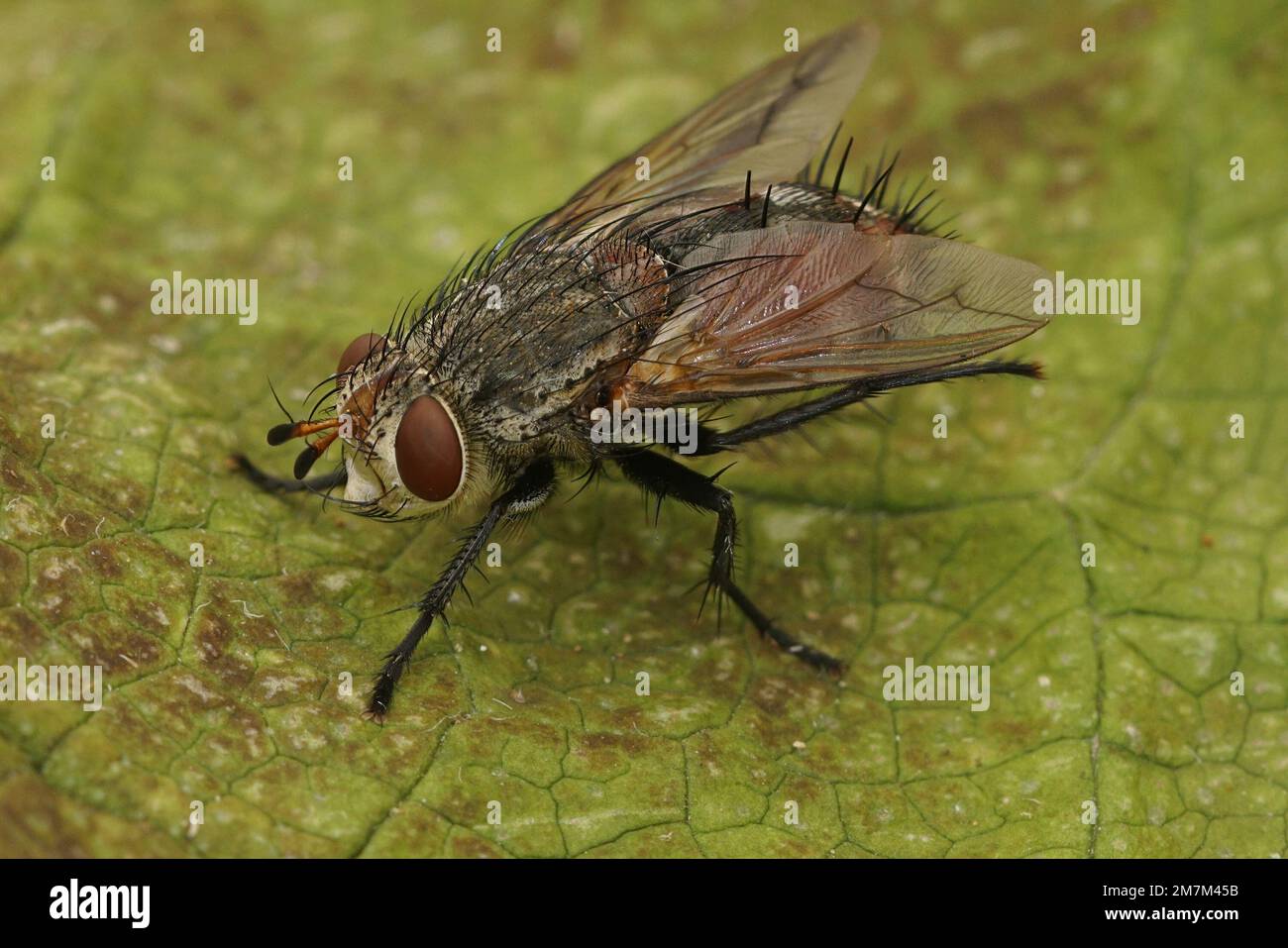 Close up of a rare tachinid fly, Peleteria iavana on green leaf showing ...