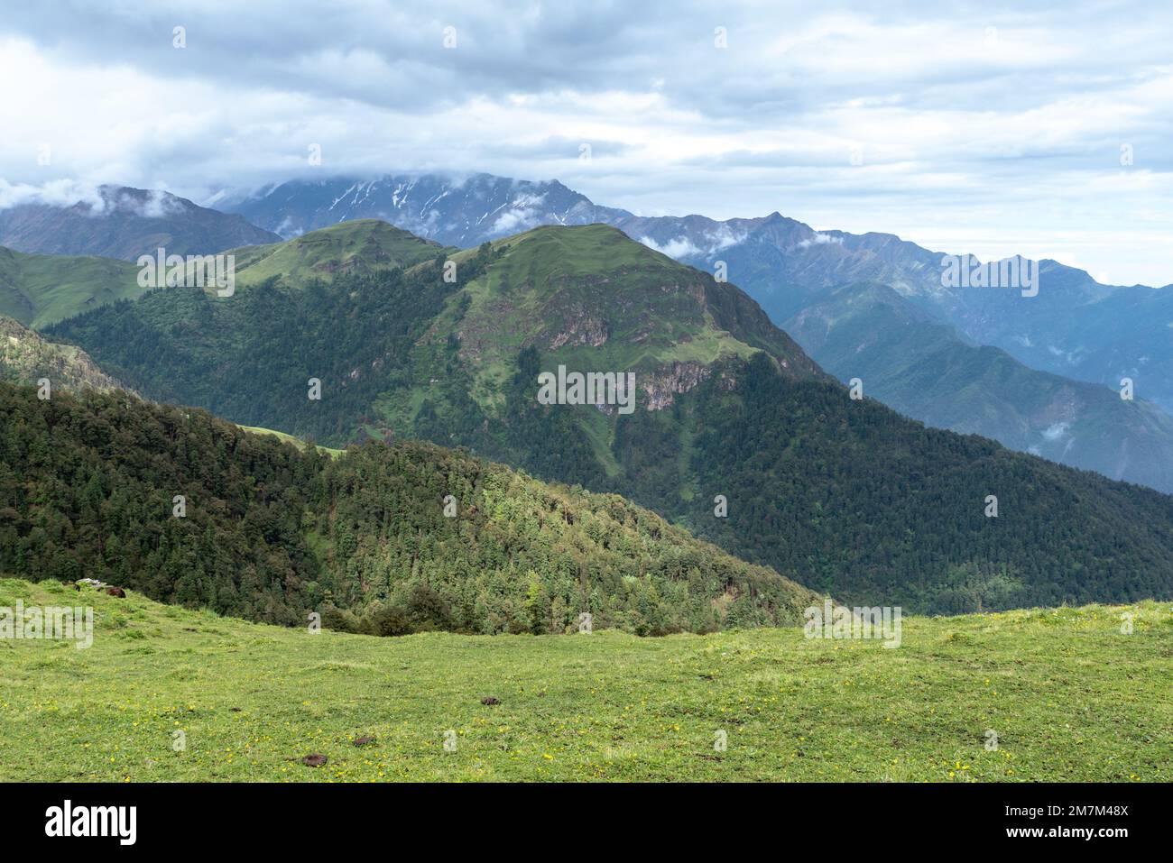 Landscape with mountains, meadows and pine forest Stock Photo - Alamy