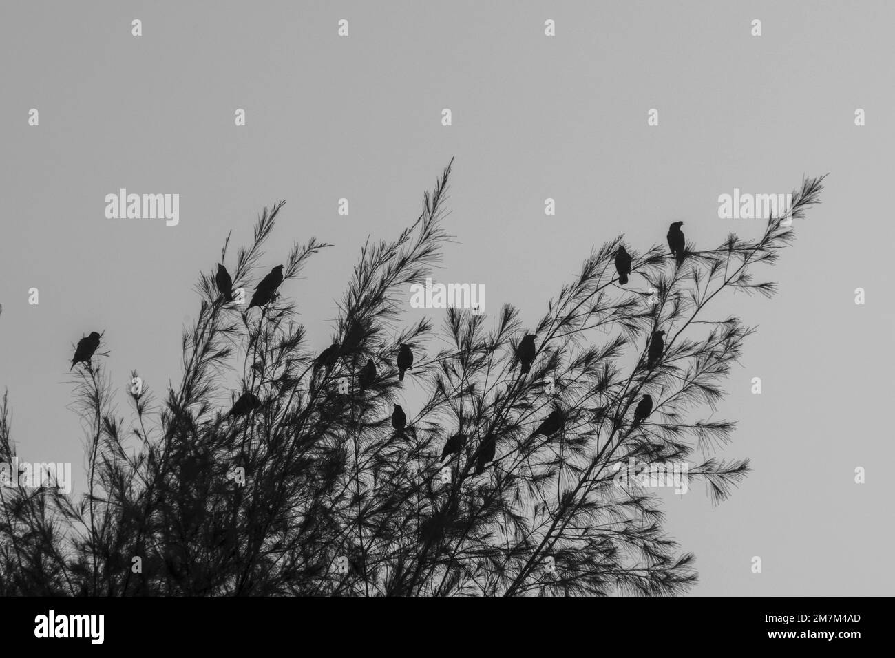 Black white view birds Black and White Stock Photos & Images - Alamy