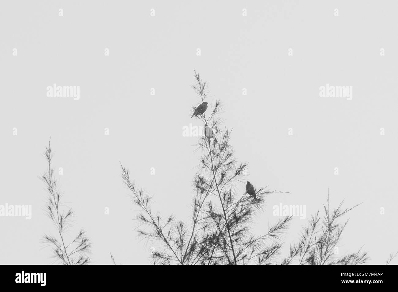 Black white view birds Black and White Stock Photos & Images - Alamy