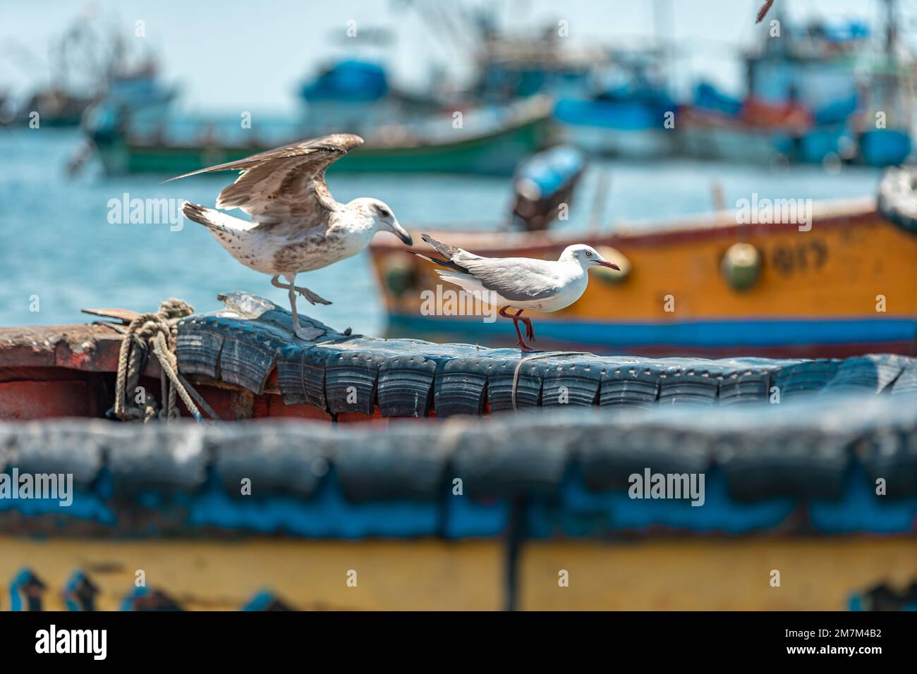 seagull on a fishing boat in the ocean Stock Photo - Alamy