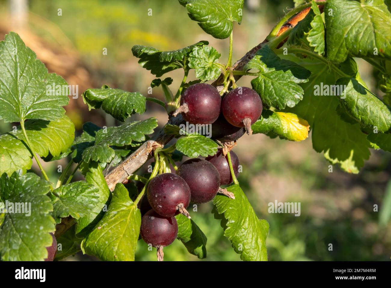 Black currant branch with leaves Stock Photo - Alamy