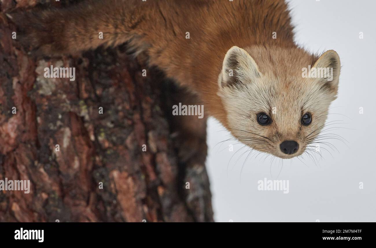 Newfoundland pine marten hi-res stock photography and images - Alamy