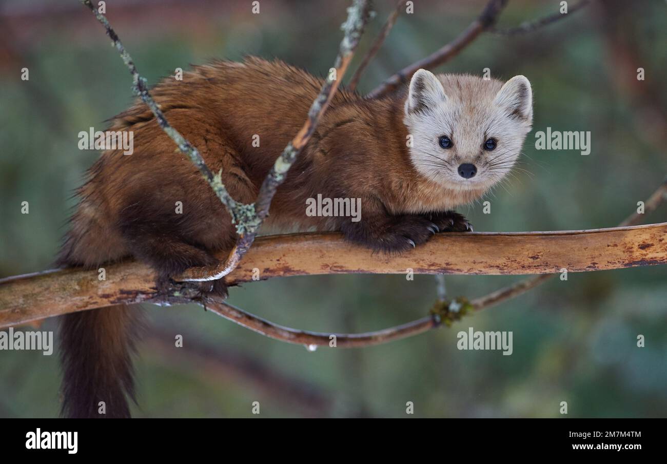 Newfoundland pine marten hi-res stock photography and images - Alamy