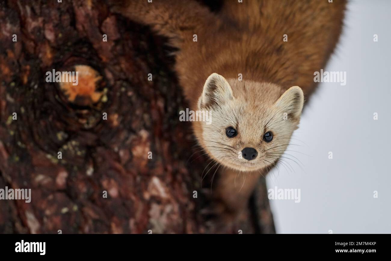 Newfoundland pine marten hi-res stock photography and images - Alamy