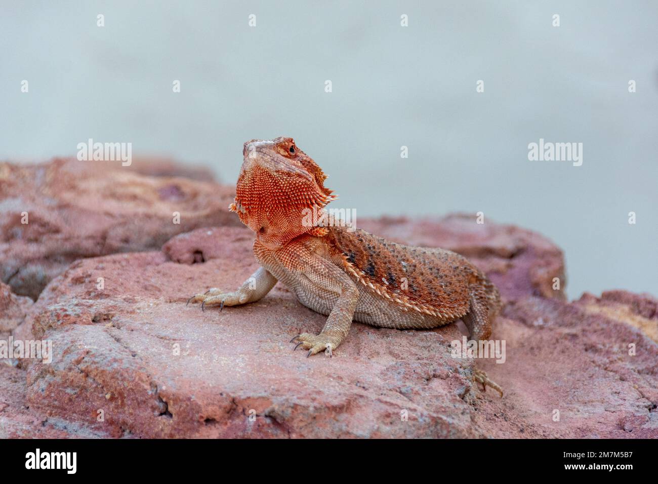 Bearded pink hi-res stock photography and images - Alamy