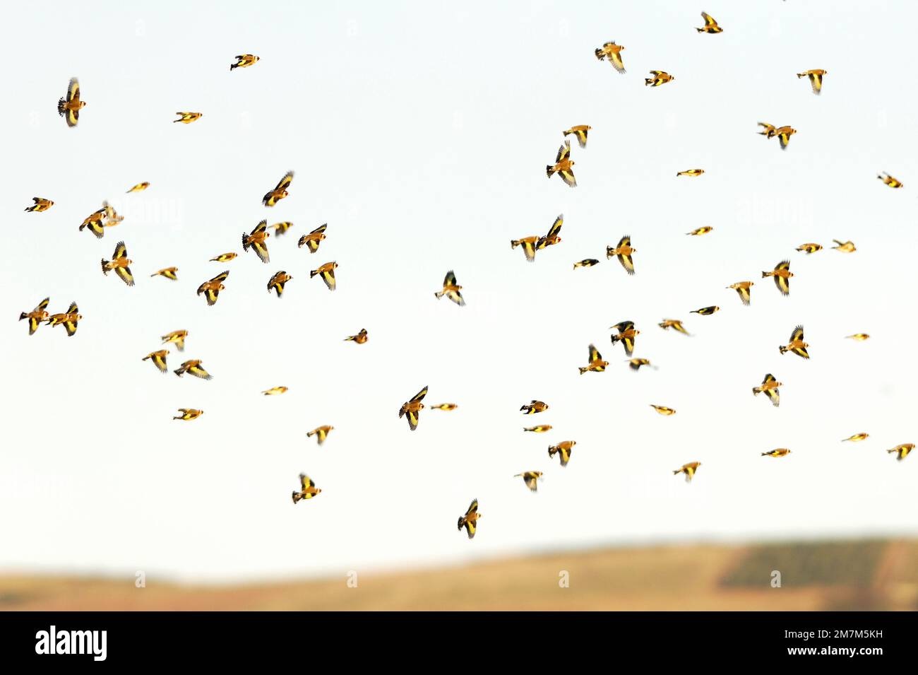 Goldfinches (Carduelis carduelis) flock flying over conservation ...