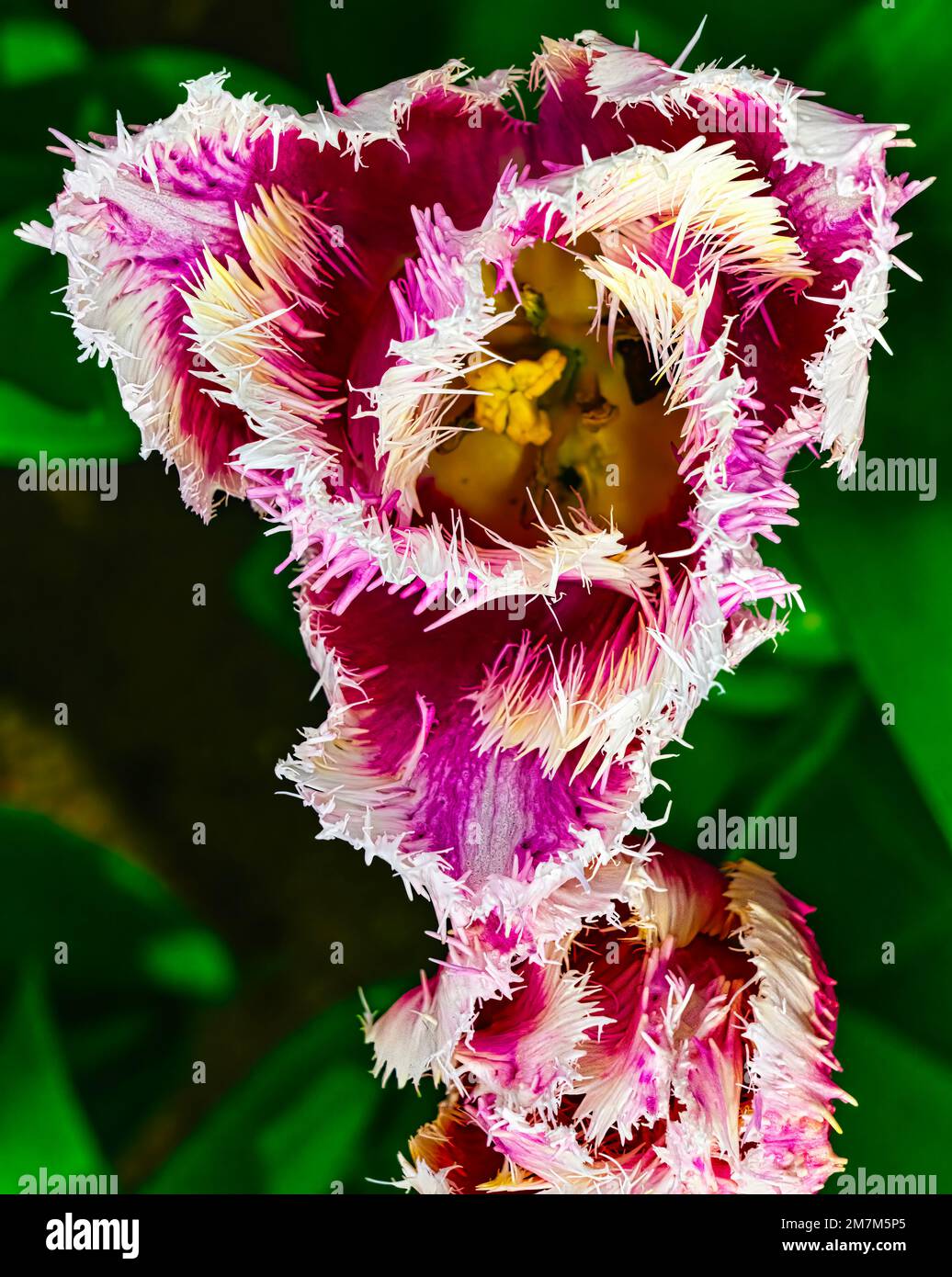 A pink fringed tulip in the garden Stock Photo - Alamy