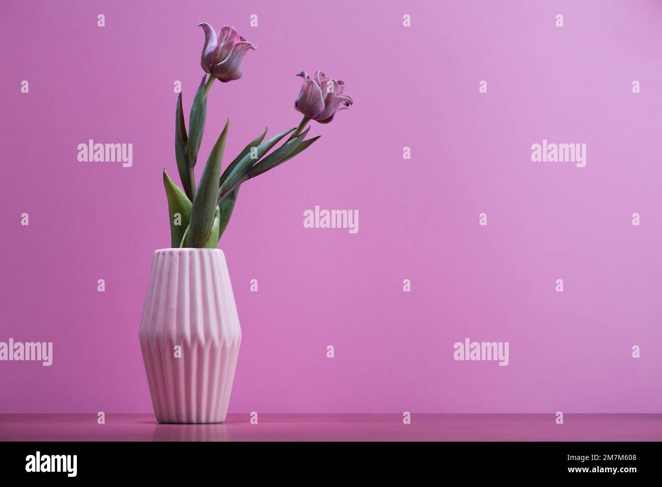 two pink and purple tulips in a vase on magenta background, spring ...