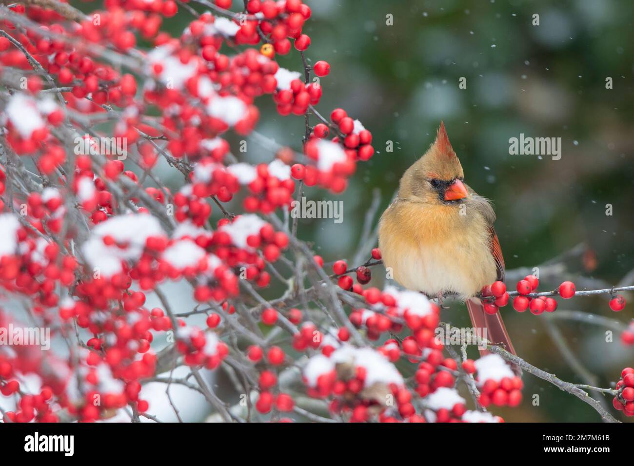 Cardinal and winterberry hi-res stock photography and images - Alamy